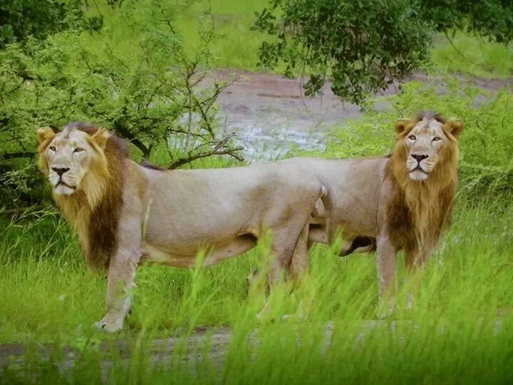 Devalia Park Bus Safari