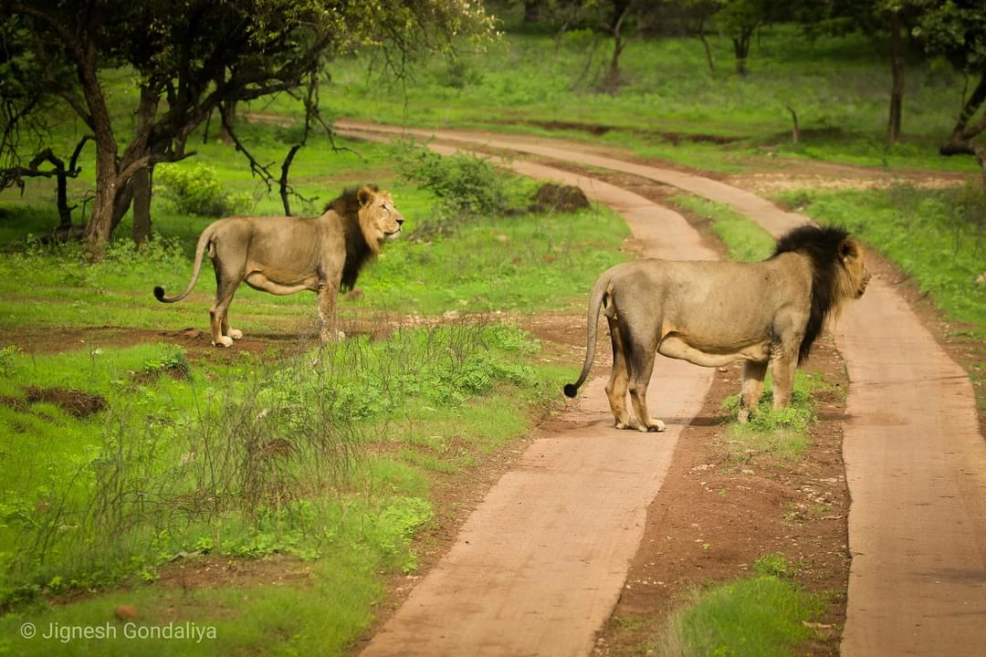 Devalia Park Bus Safari